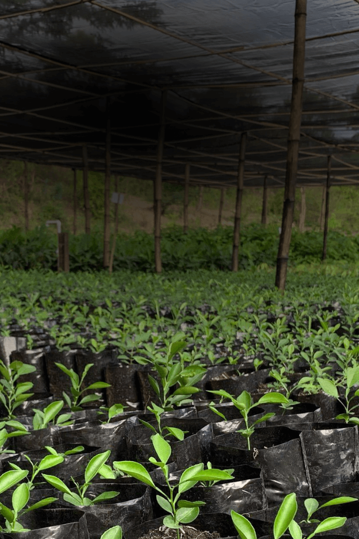 Workplace physical movement programmes | Total Active Hub